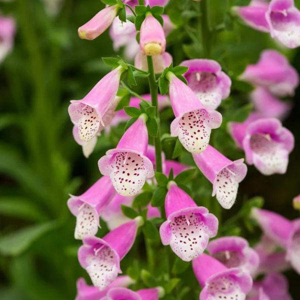 7 pretty self-seeding flowers that will quietly fill gaps and bare ...