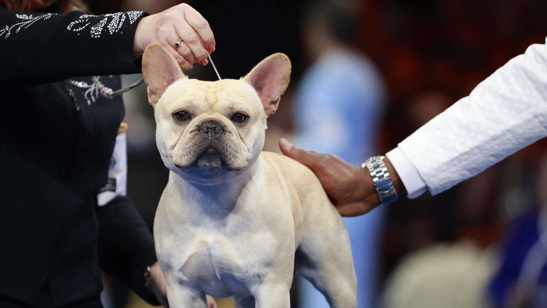 AKC rankings place French bulldog first, Malamute outside top tier