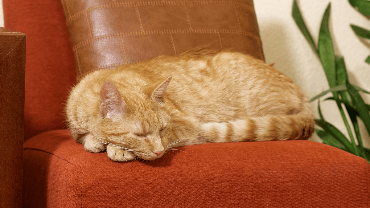 Do you think your pet doesn't love you? Here's why some cats prefer to ...