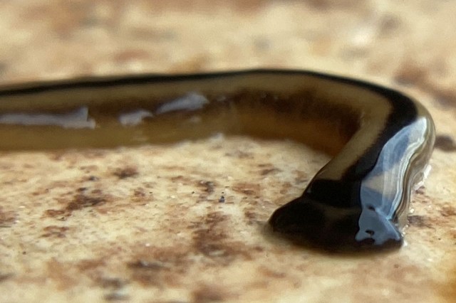 Maine issued warning as toxic hammerhead worms spread last summer