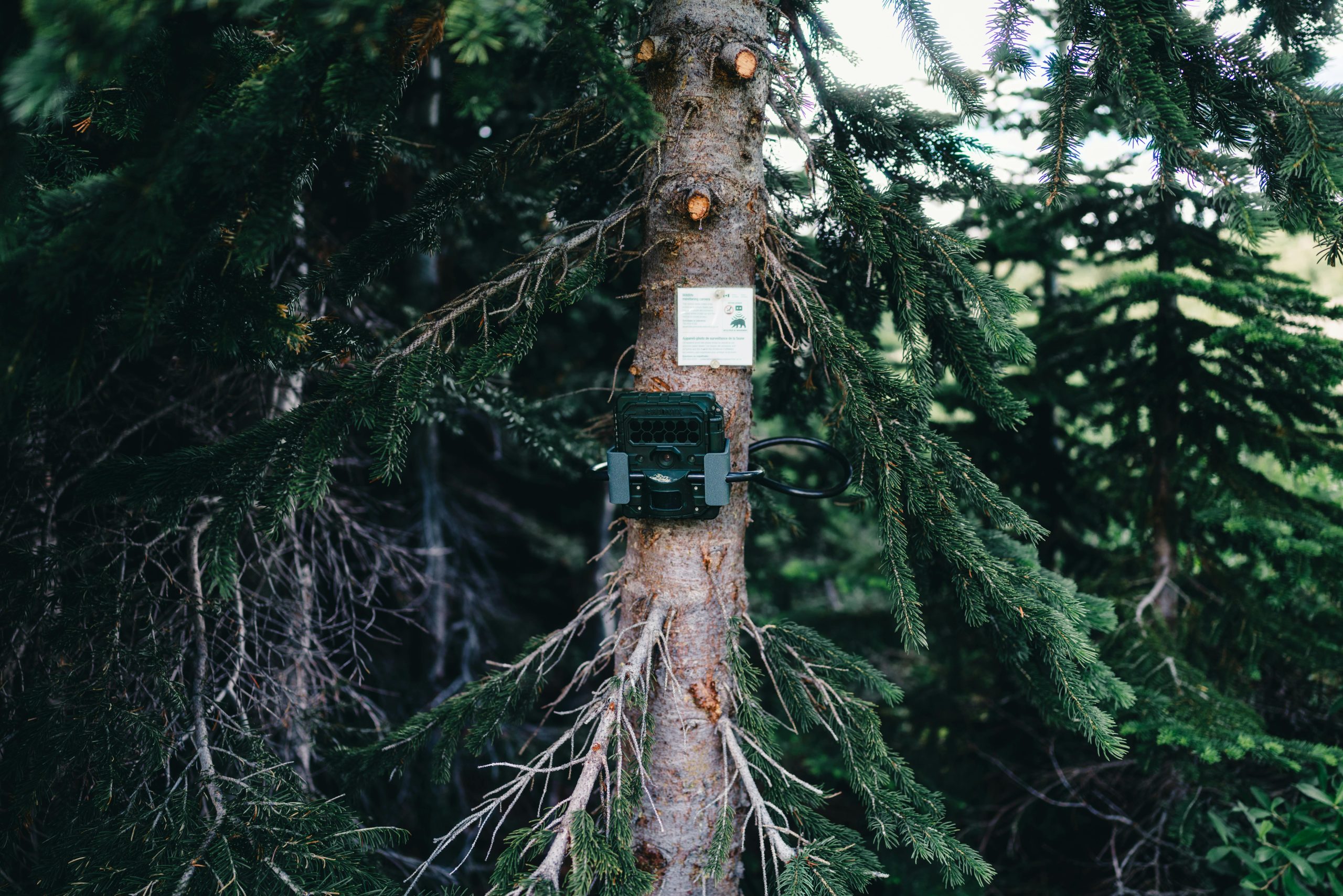 12 trail cameras that serious hunters are switching to this season