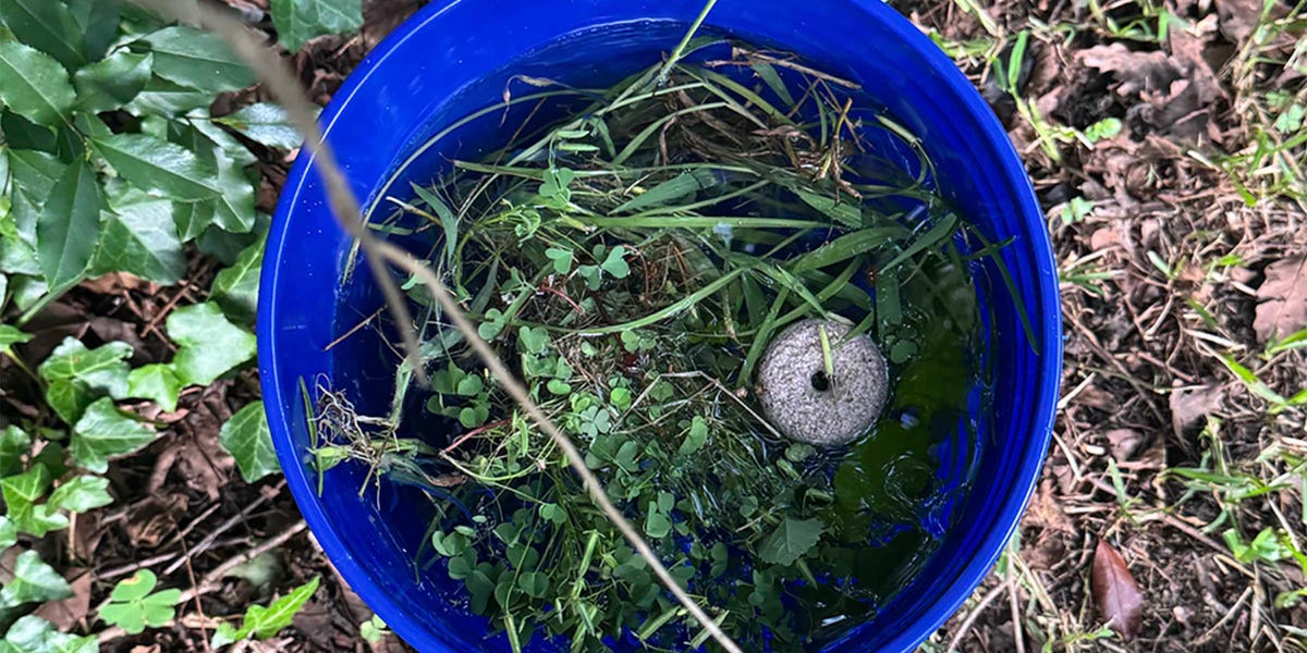 Gardeners say this viral mosquito bucket actually works