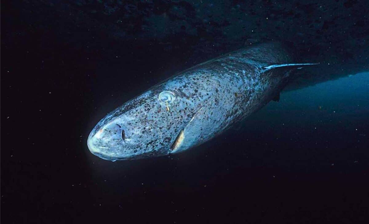 Scientists discover a 399-year-old shark born in 1627, and its age ...