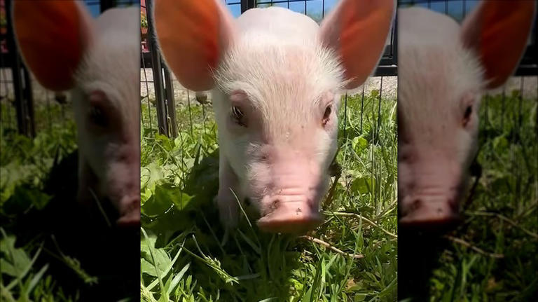 Pint-sized piglet's 'spunky and feisty' personality makes everyone she ...