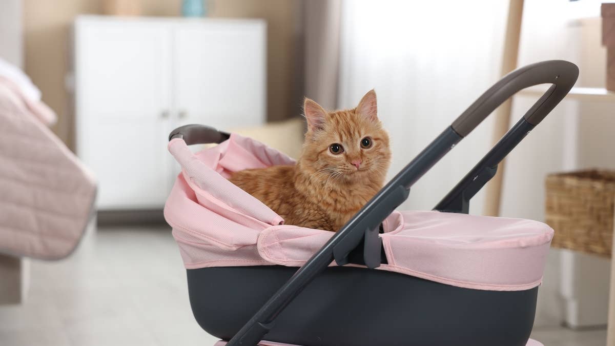 This cat saw a baby stroller and made a decision nobody asked for