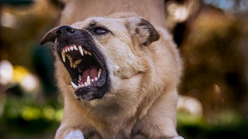 Va a curare una paziente a Sora, il cane azzanna il dottore a una ...
