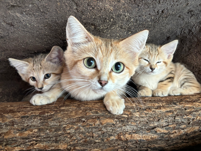 North Carolina Zoo announces names of sand cat kittens