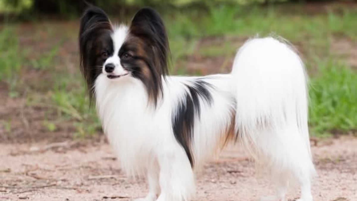 14 dog breeds that choose their favorite person in days and never ...