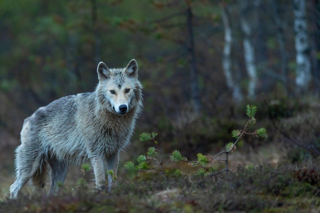 Wolves are making a major comeback on Isle Royale