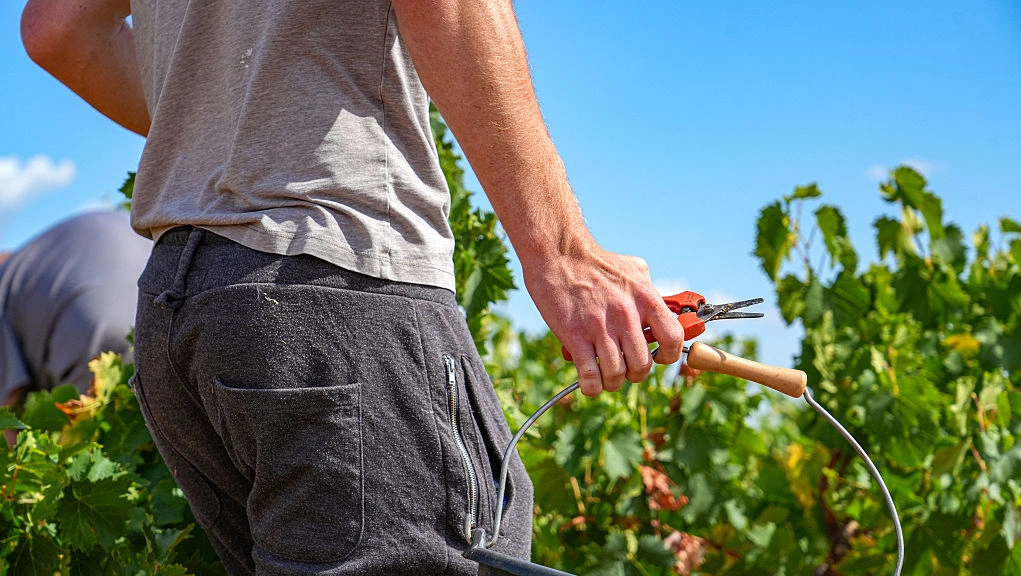 Pruning tips every home gardener should know