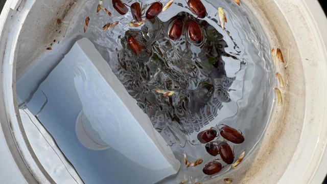 Pennsylvania homeowner baffled after 'kamikaze' bugs keep turning up ...