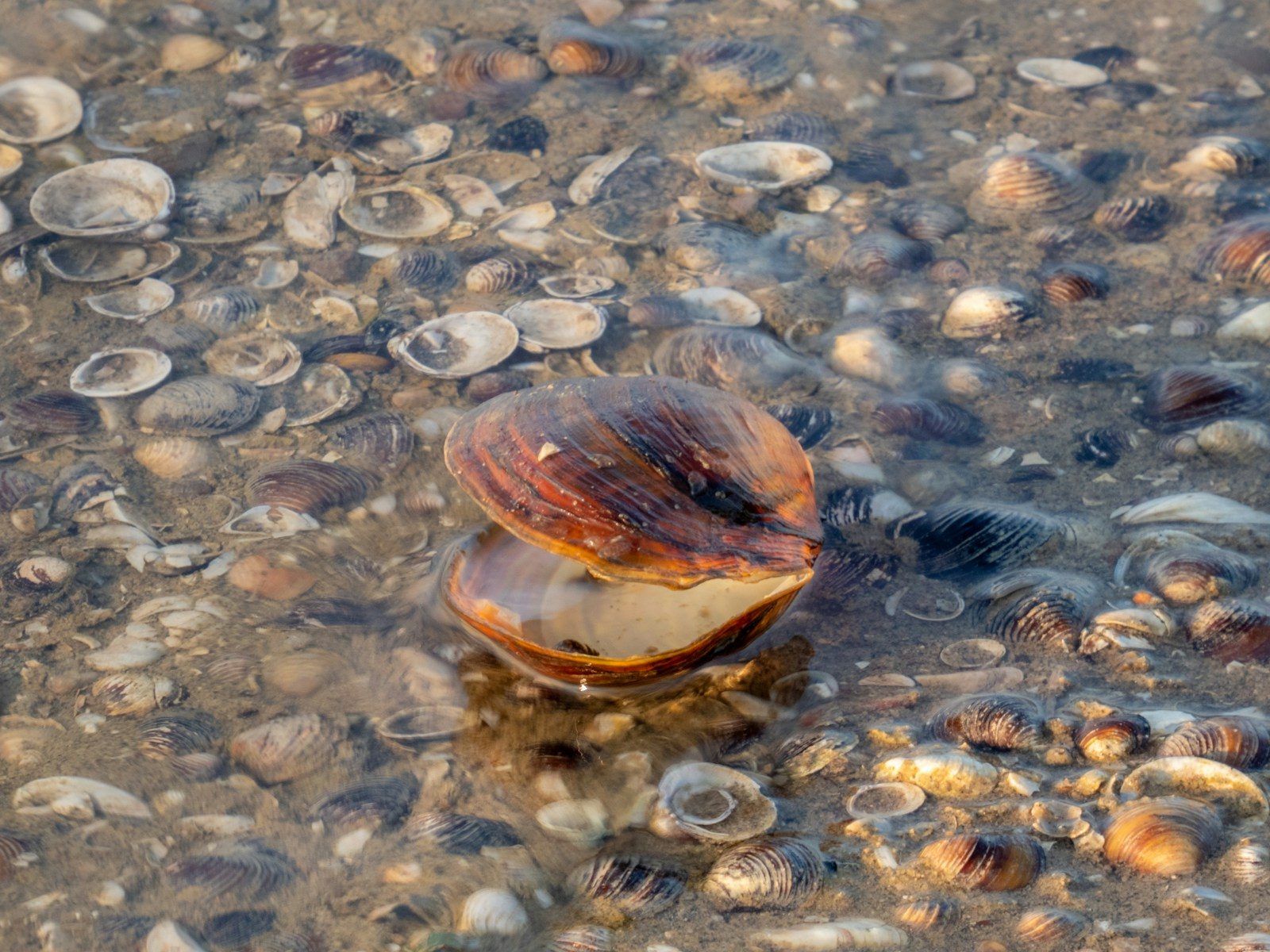 Endangered mussels are helping protect America’s rivers