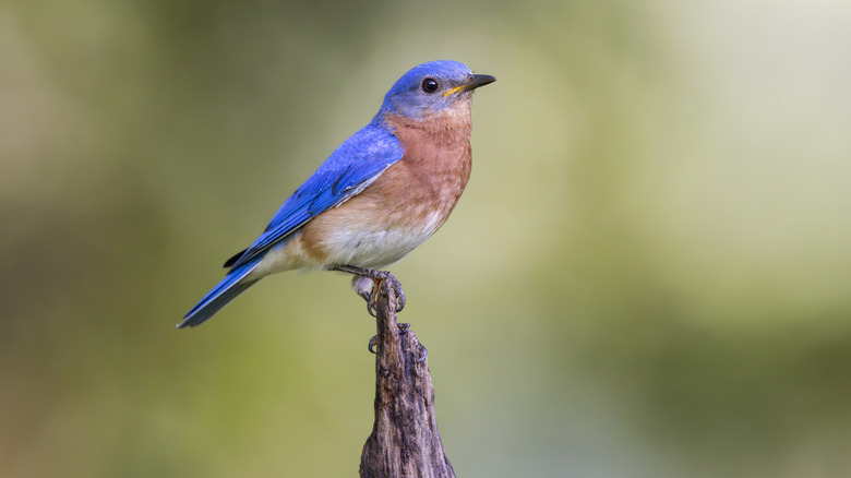 Encourage bluebirds to visit your yard with a simple nesting box you ...