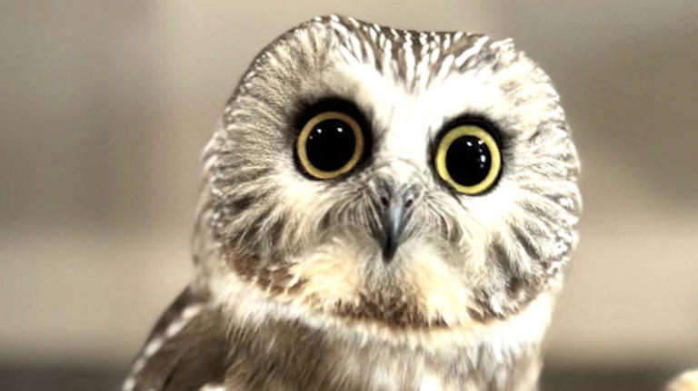 Rescue owl smaller than a banana has the internet in a chokehold over ...