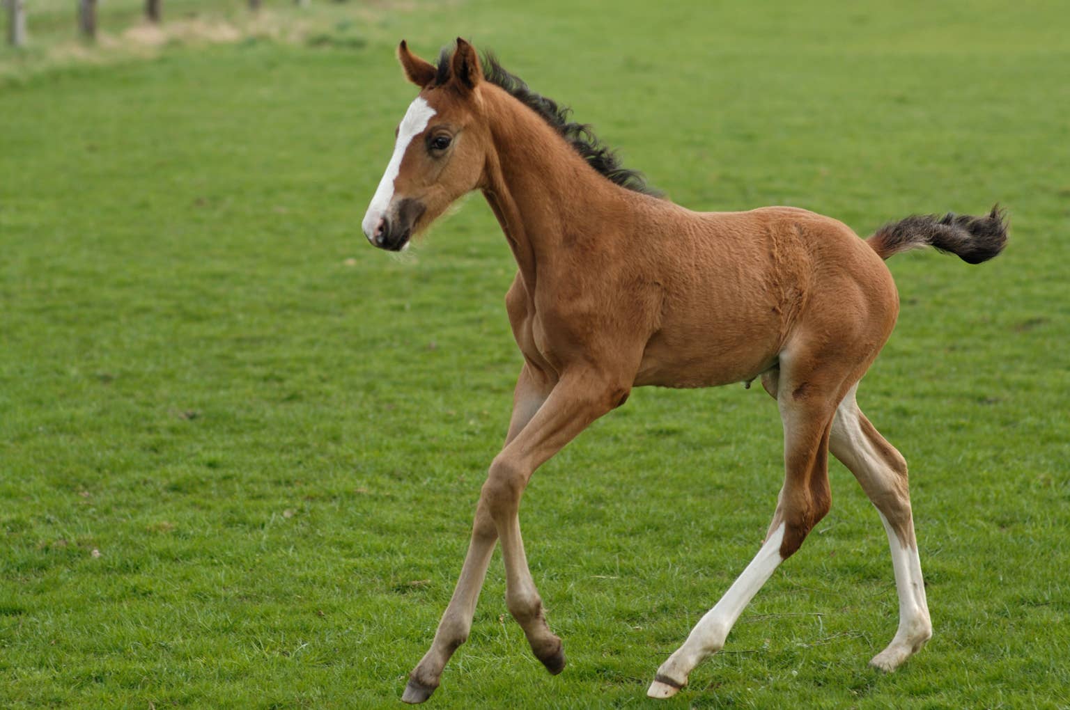 Watch a mama horse chase her mischievous foal in a hilarious paddock ...