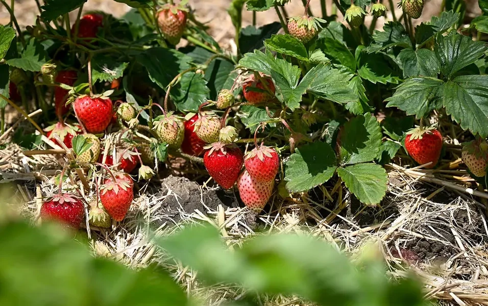 Berry lovers’ guide to growing at home