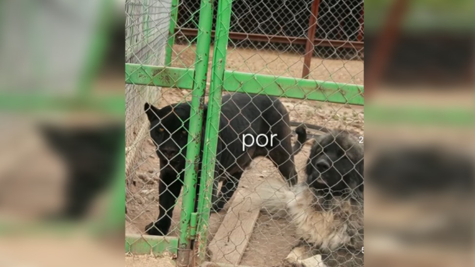 Un emotivo reencuentro: perro y pantera vuelven a estar juntos tras ...