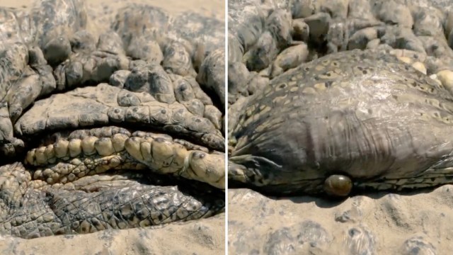 Terrifying close-up of a crocodile's eye has viewers feeling face-to ...