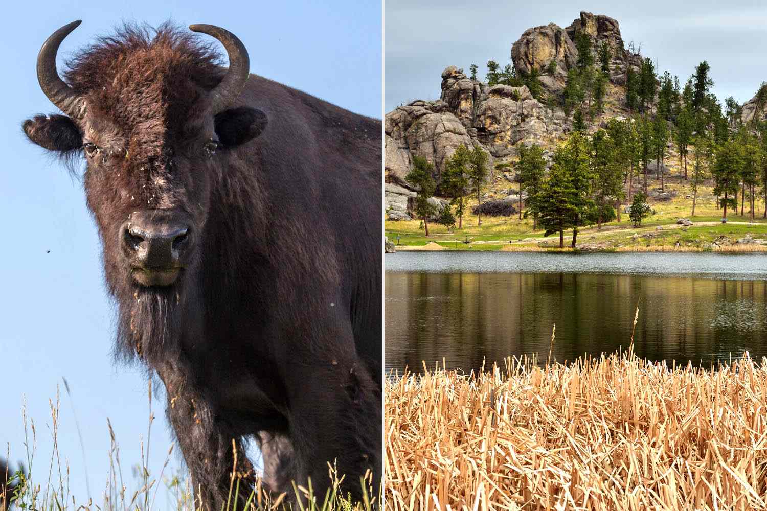 70-year-old woman dies after being struck by bison while hiking on ...