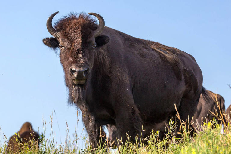 70-year-old woman dies after being struck by bison while hiking on ...