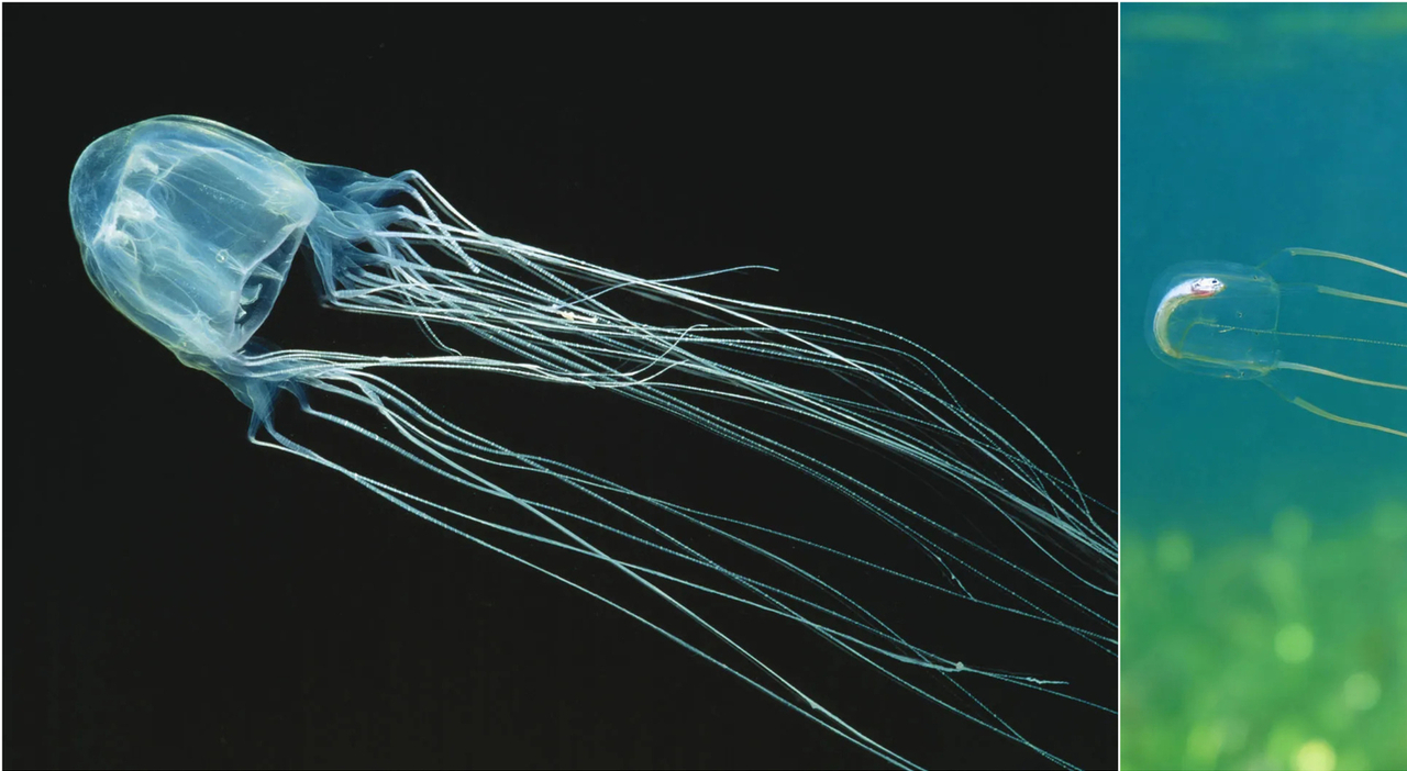 Cubomedusa, scoperta nuova specie letale (quasi invisibile): è in grado ...