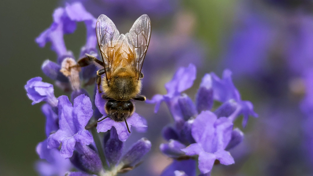 Purple perennial plants to brighten your garden
