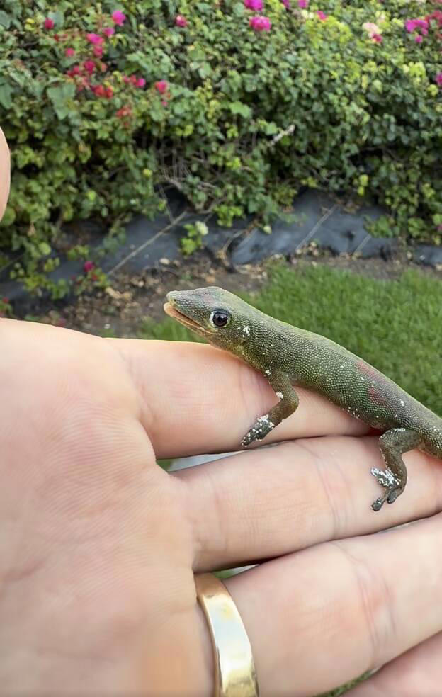 Man sees an all-white gecko frozen in place — and realizes what’s going on