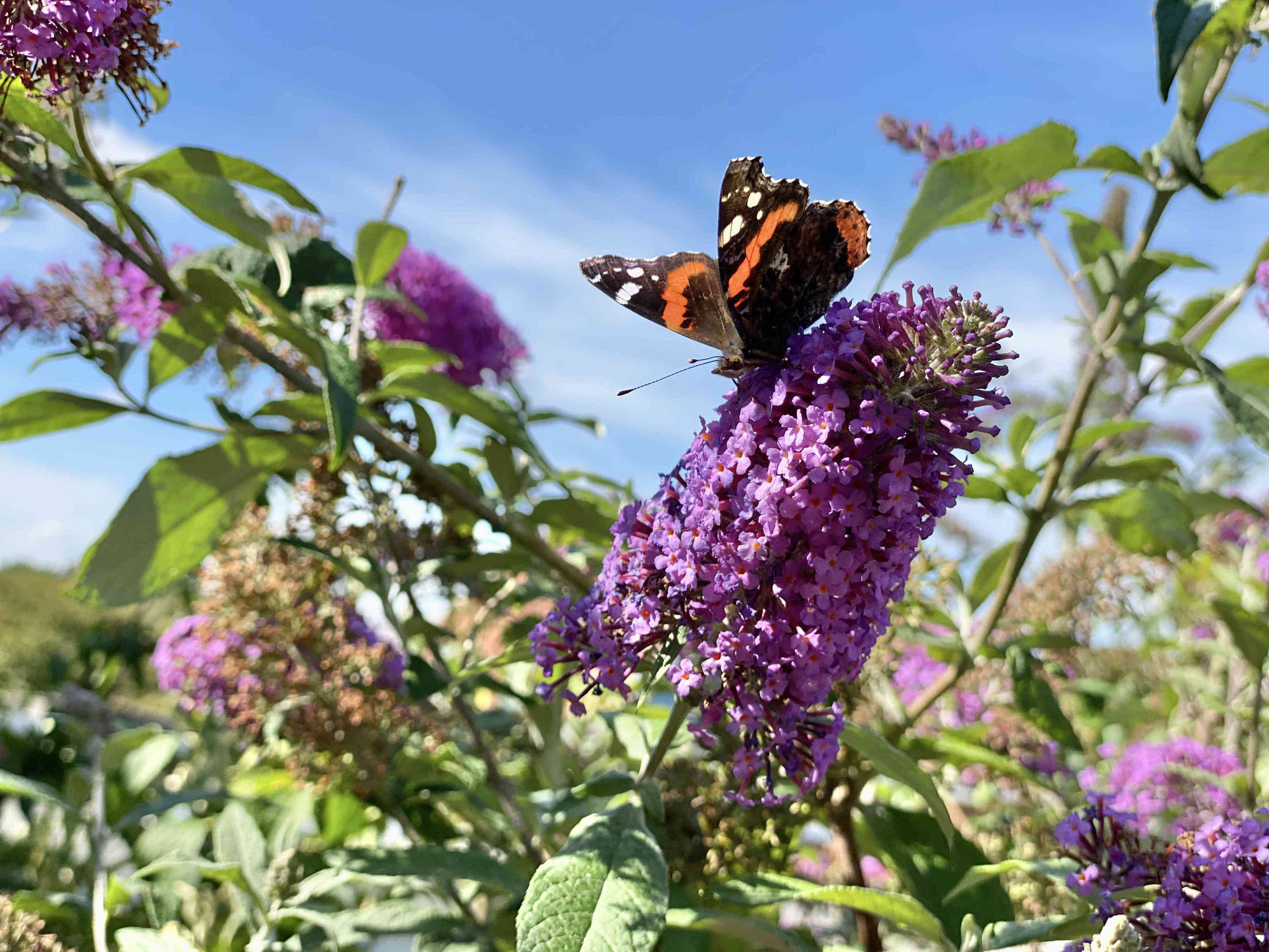 8 fast-growing perennials you can plant now for gorgeous blooms this season