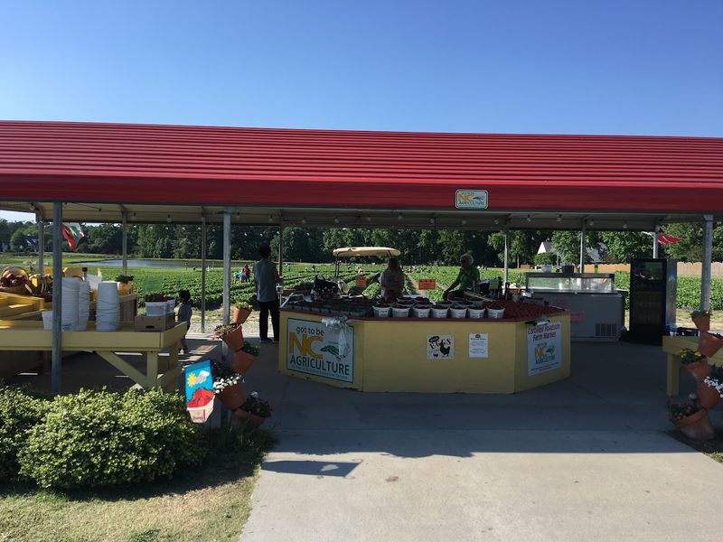 The North Carolina berry farm where you gather your own fruit and enjoy ...
