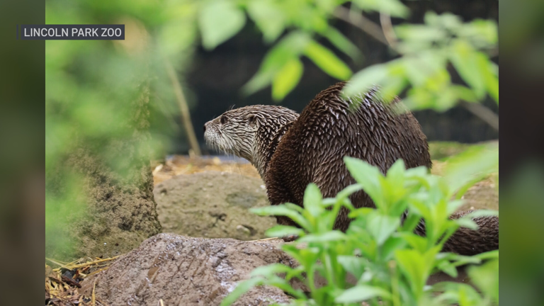 Lincoln Park Zoo welcomes new 1-year-old river otter named Mystie