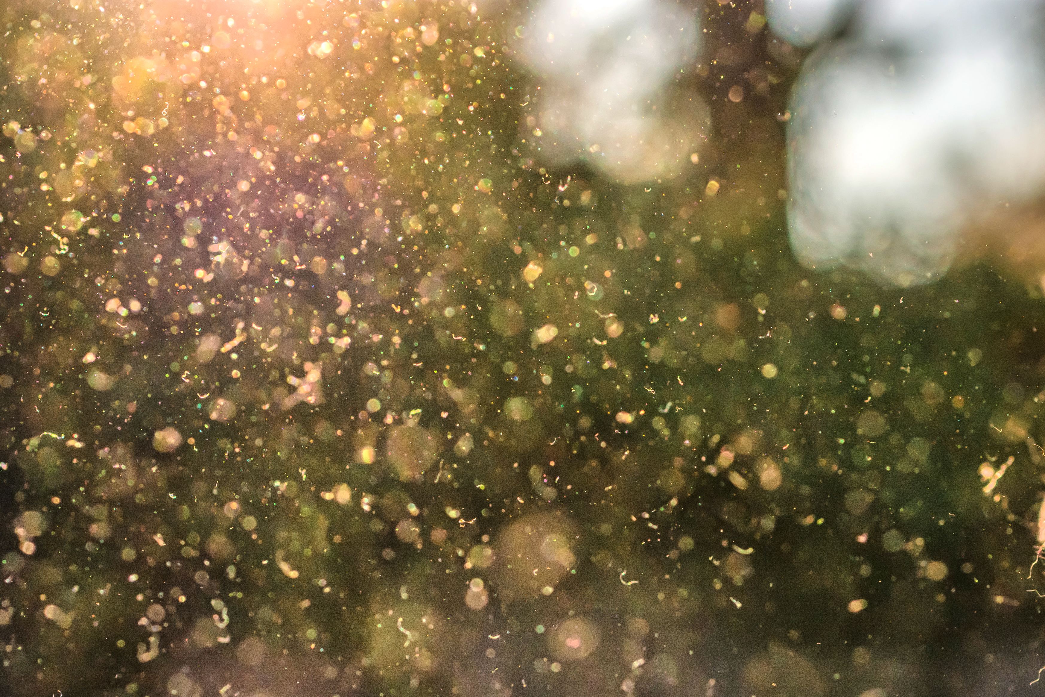 Japan's Post-WIII Forests Mean Massive Hay Fever