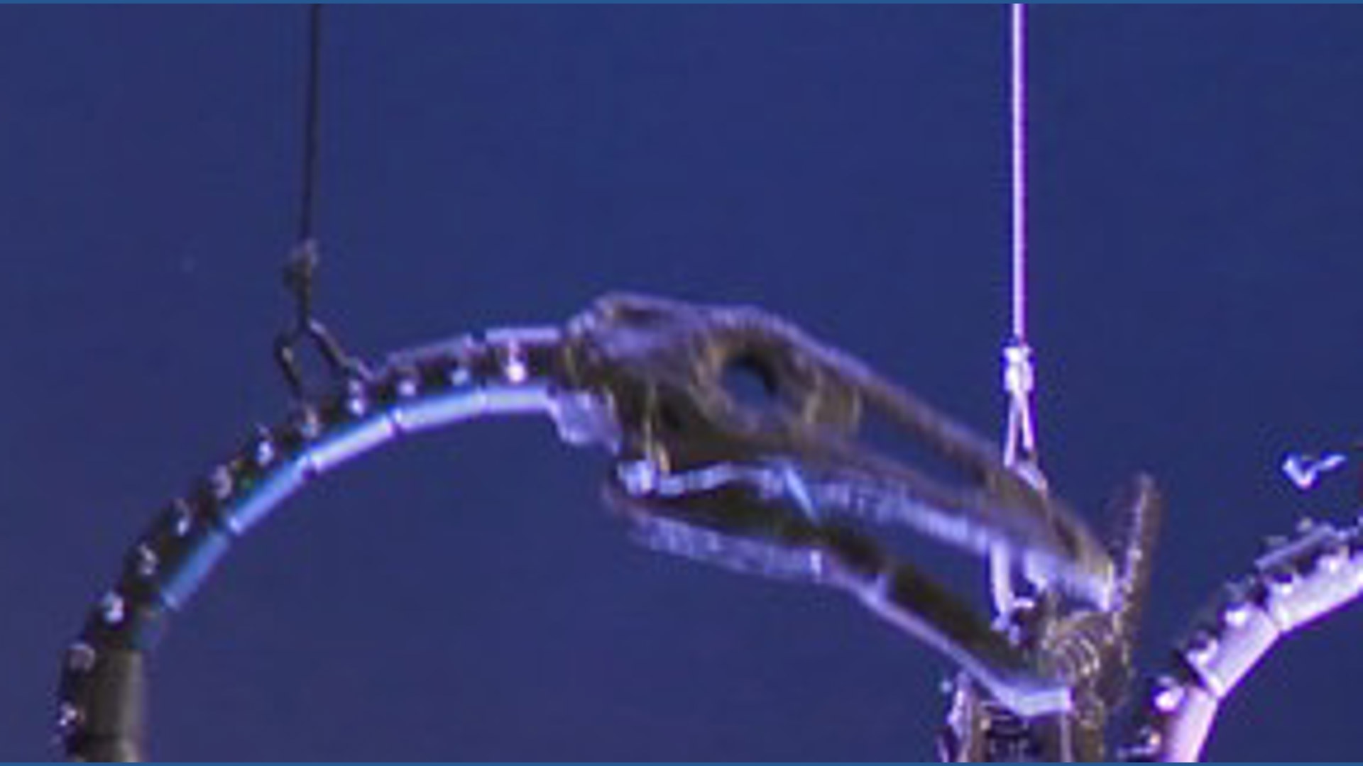Dinosaurs in motion