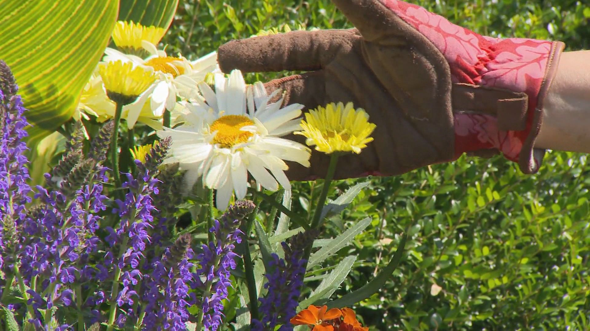 Gardening tips: Perennial plants to add to your garden