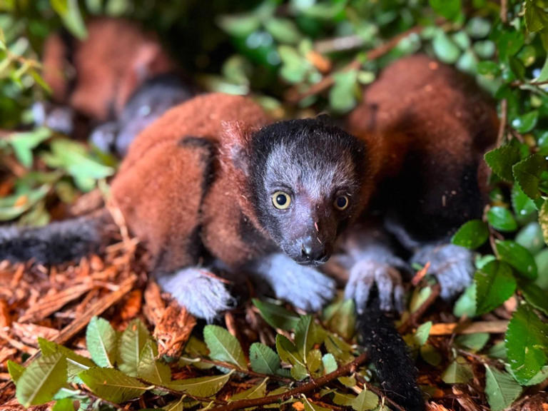 Critically endangered lemur gives birth to rare set of triplets at ...
