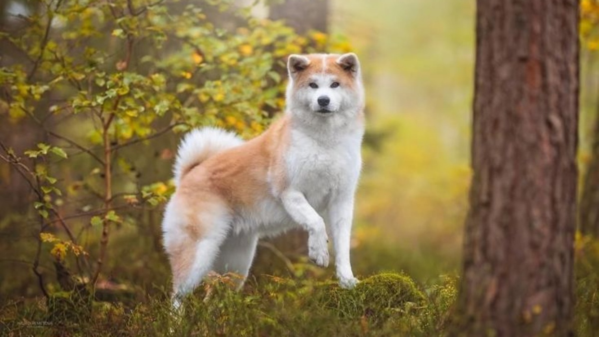14 dog breeds that choose their favorite person in days and never ...