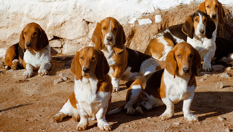 Basset hound life from nose to tail