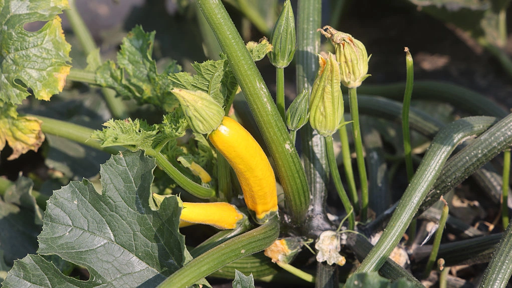 Zucchini magic from garden to table