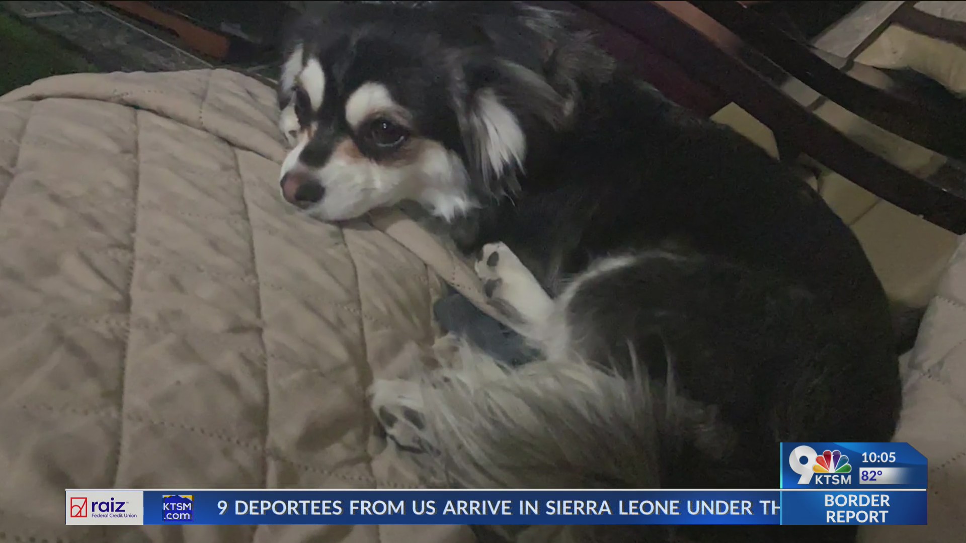 Police, Crime Stoppers want info on fatal dog shooting