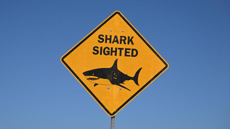 Spearfisher dies in shark attack at popular diving spot