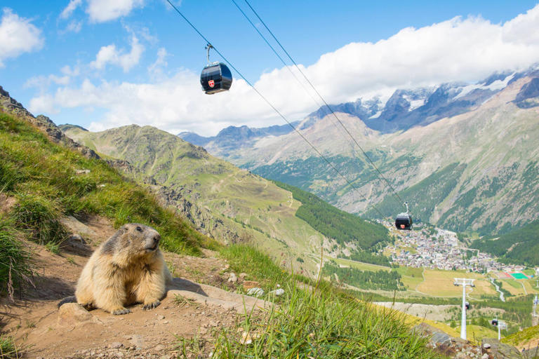 Der beste Ort in den Alpen, um wilde Murmeltiere zu beobachten – und zu ...
