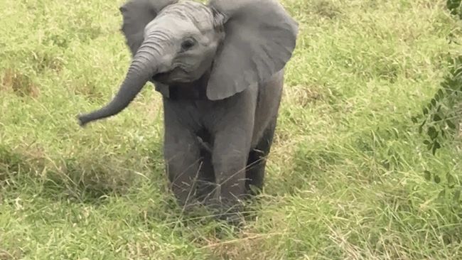 Ferociously adorable baby elephant charges at safari tourists