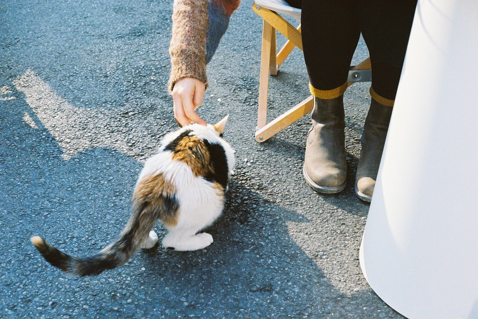 How do you tell your cat you are sorry?