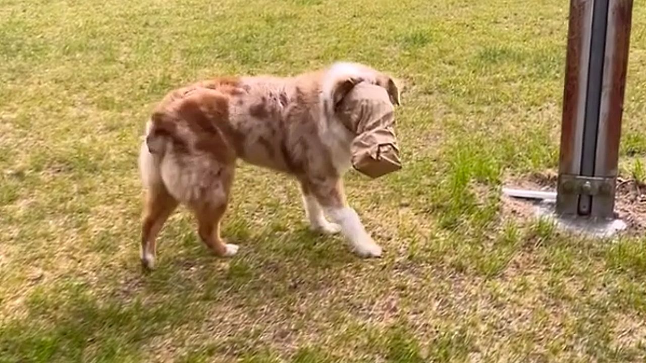 Sneaky dog steals owner's sandwich, gets caught with bag on head