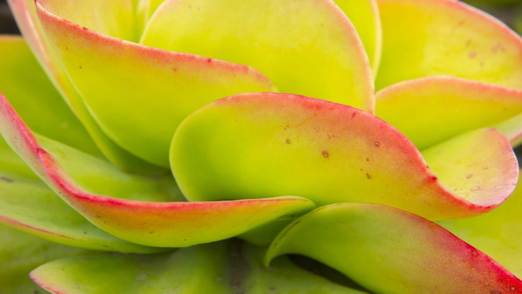 Succulent care tips for thriving plants