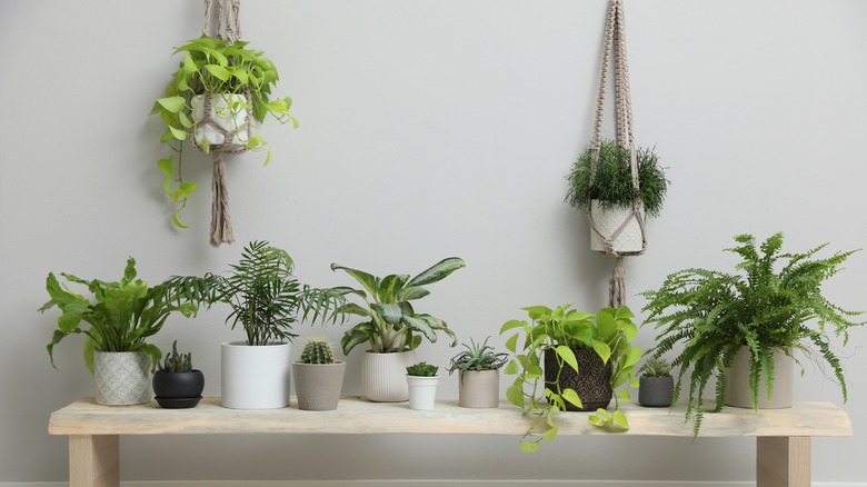 15 plants perfect for a north-facing window