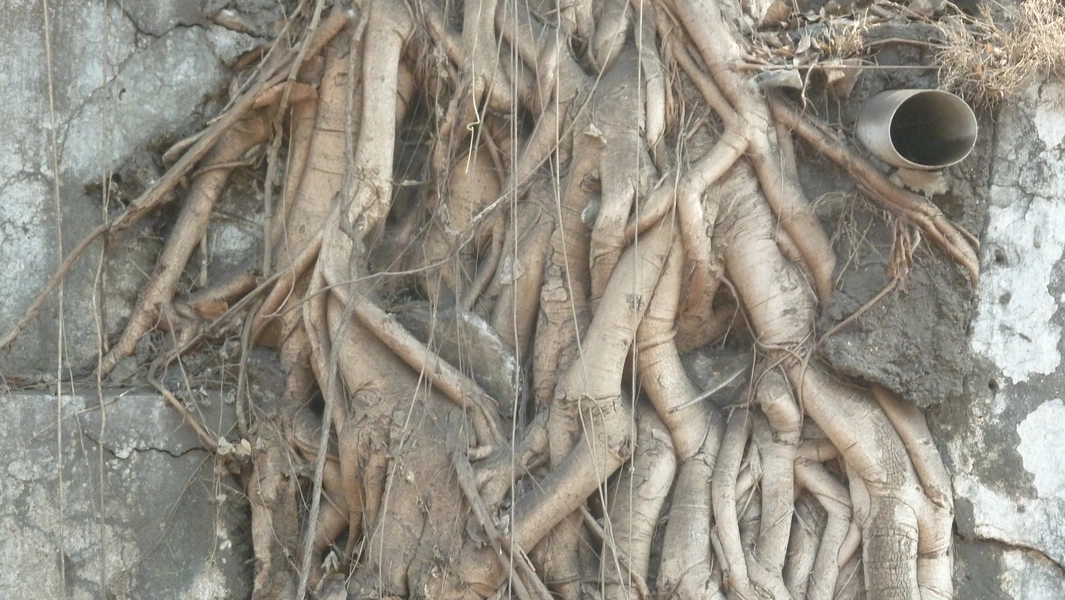 Smart tree planting to avoid root trouble