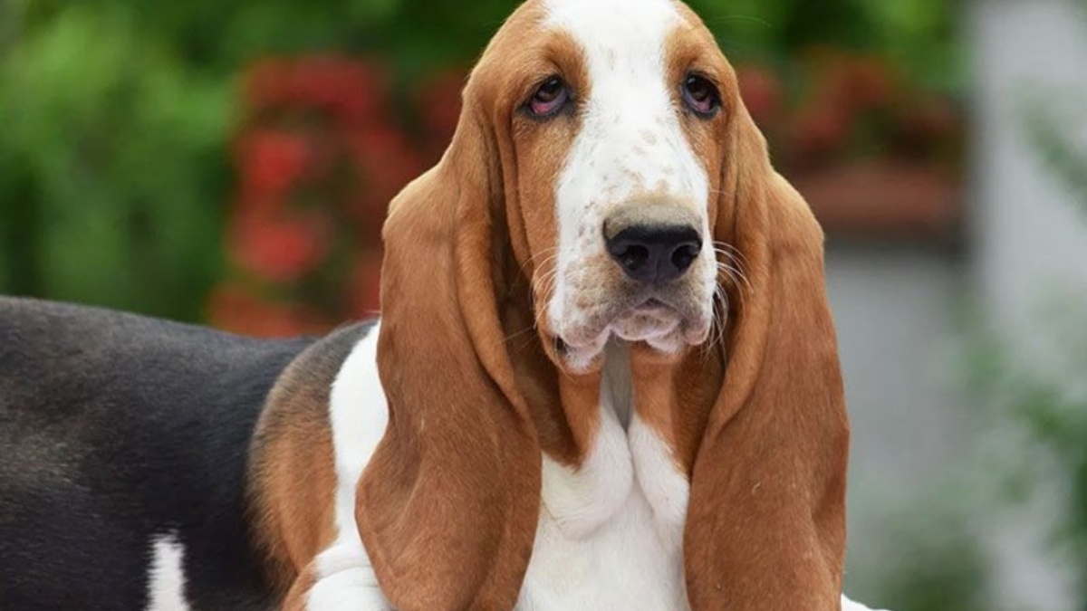 Looking for a calm dog? These 14 breeds might give you the peace you need.