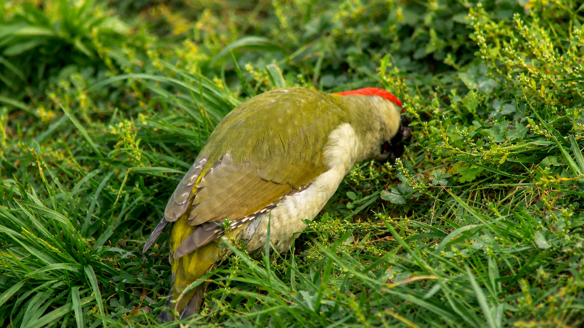 A hidden camera captured green woodpecker searching for food in the grass