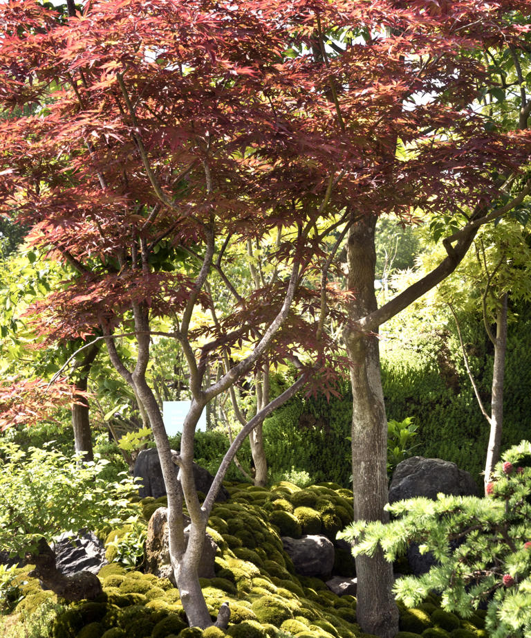 5 simple steps to creating a Japanese-inspired garden path – for a ...