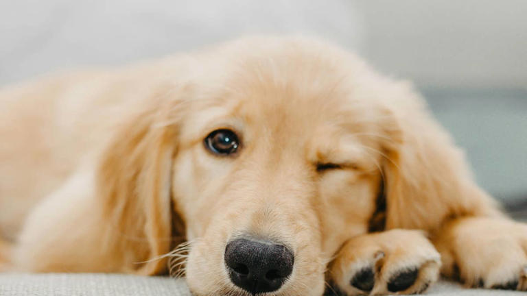 10 golden retriever secrets only long-time owners understand